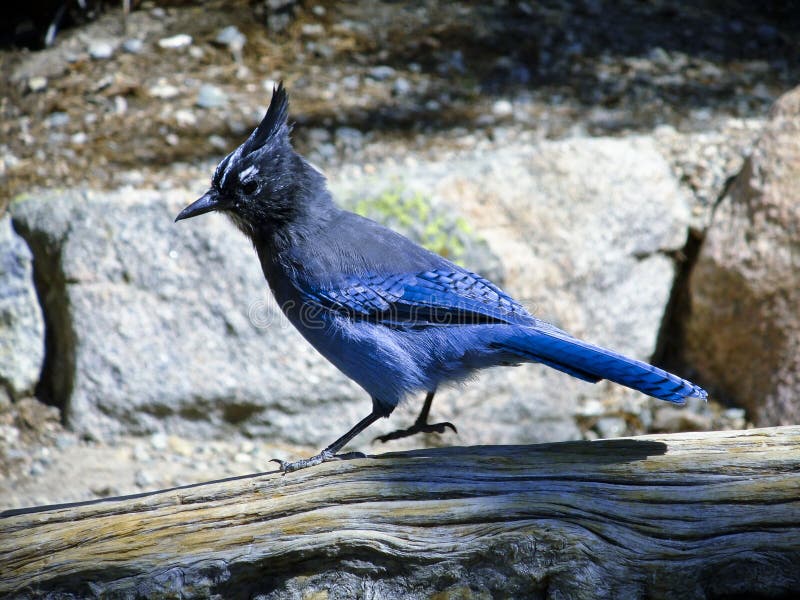 Stellar``s Jay Cyanocitta Stelleri in Rocky Mountain National Park in ...
