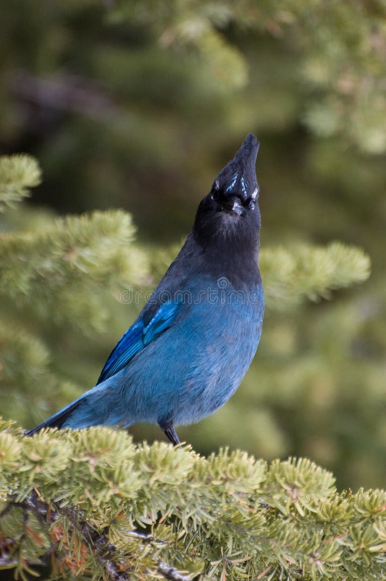 135 Stellars Jay Stock Photos - Free & Royalty-Free Stock Photos from ...