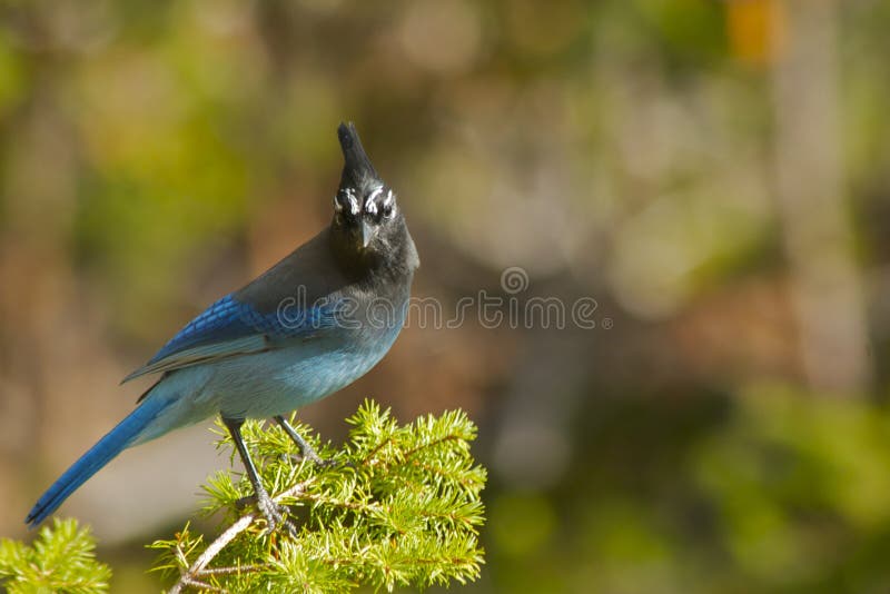 Stellar s Jay stock image. Image of animal, blue, nature - 16221757