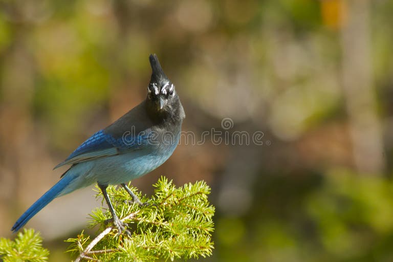 Colorful Stellar Blue Jay Stock Photos - Free & Royalty-Free Stock ...