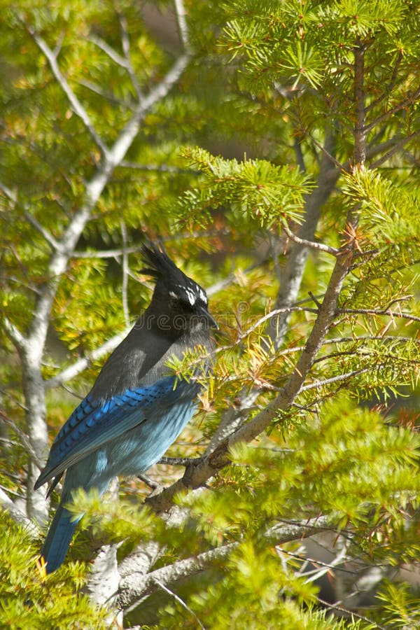 Stellar s Jay stock photo. Image of stellar, wildlife - 16221806