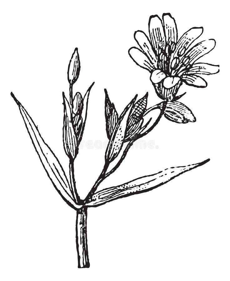 Drawing Chickweed Stock Illustrations – 68 Drawing Chickweed Stock ...