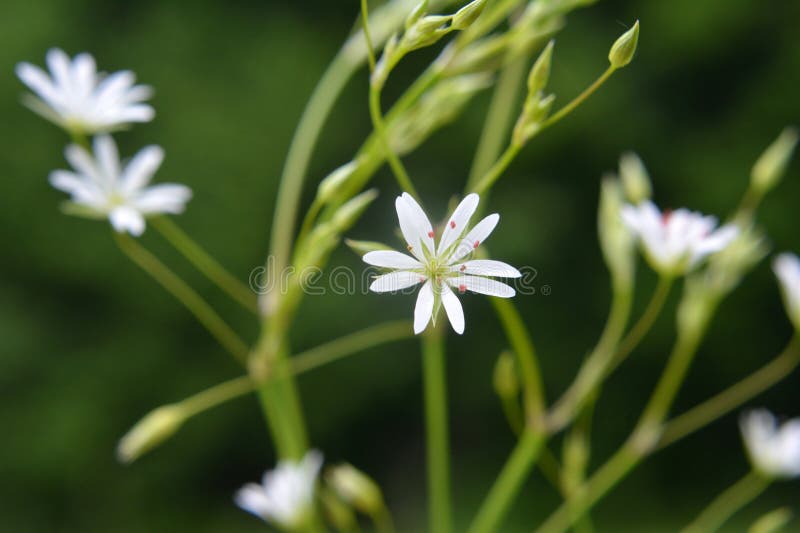 Stellaria Graminea Blooms in Nature Stock Image - Image of agriculture ...