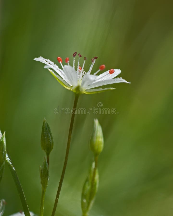 Stellaria Graminea in Macro Stock Photo - Image of graminea ...