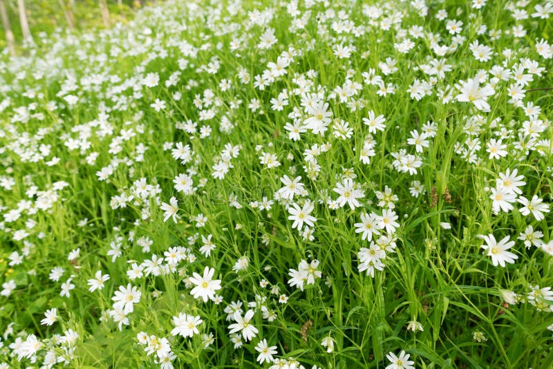 Stellaria Holostea. Wild White Spring Flowers in Grass Stock Photo ...