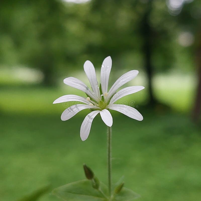 Stellaria nemorum stock image. Image of caryophyllaceae - 279381043