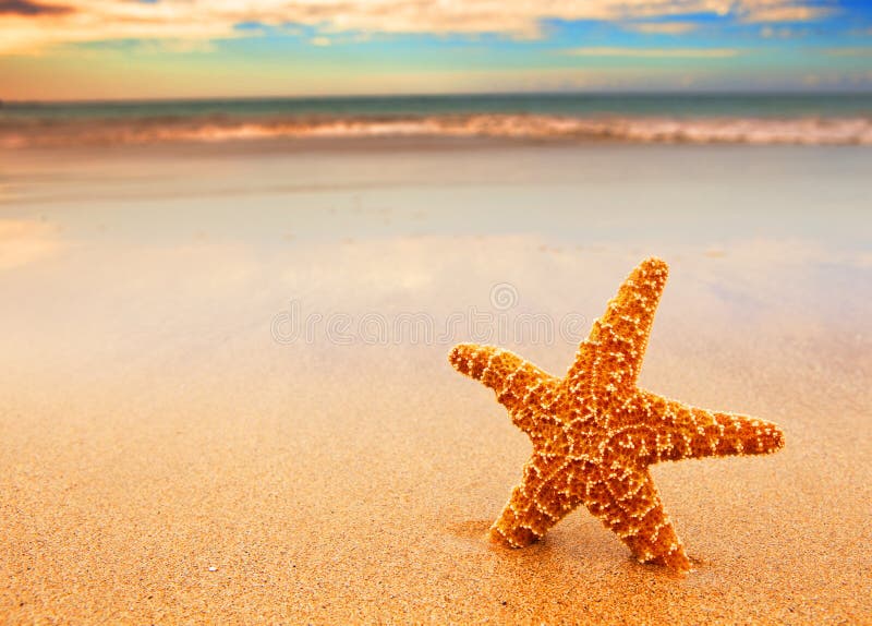 Stelle marine immagine stock. Immagine di acquatico, mare - 12208755