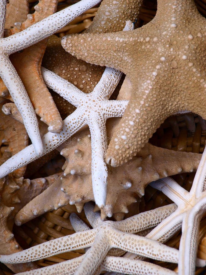 Molte Stelle Marine Subacquee In Una Barriera Corallina Fotografia ...