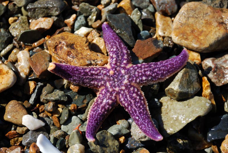 Stelle marine immagine stock. Immagine di umido, bagnato - 3243843