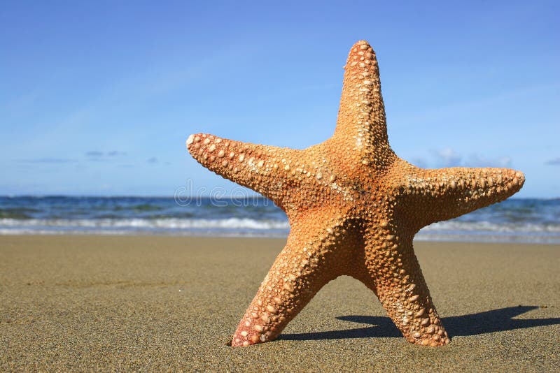 Stelle marine fotografia stock. Immagine di spiaggia, tropicale - 359024