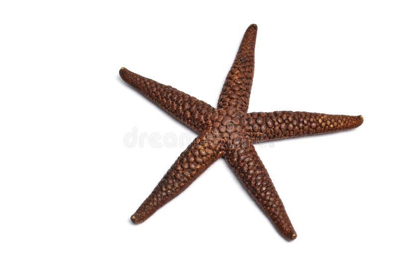 Stelle marine immagine stock. Immagine di biologia, specie - 148027