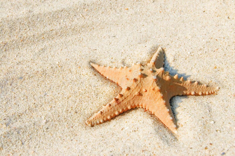 Stelle marine immagine stock. Immagine di oceano, mollusco - 5804395