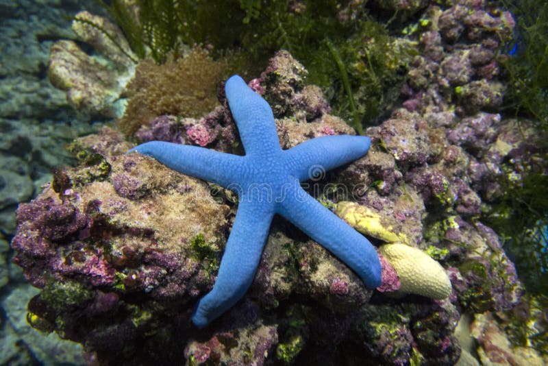 Stelle marine blu immagine stock. Immagine di vita, oceano - 494391