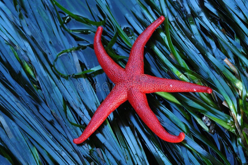 Stelle marine su alga immagine stock. Immagine di biologia - 8729827