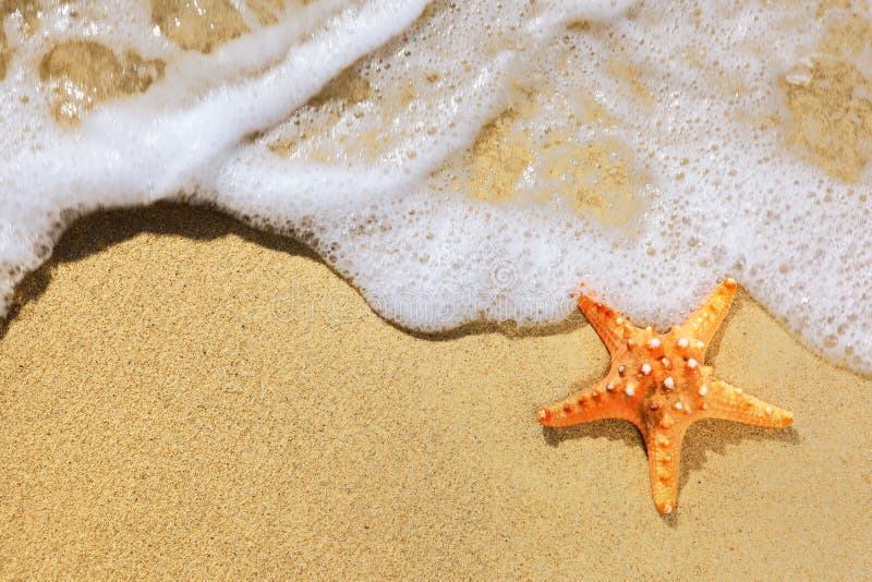 Stelle Marine Sulla Spiaggia Fotografia Stock - Immagine di orizzonte ...