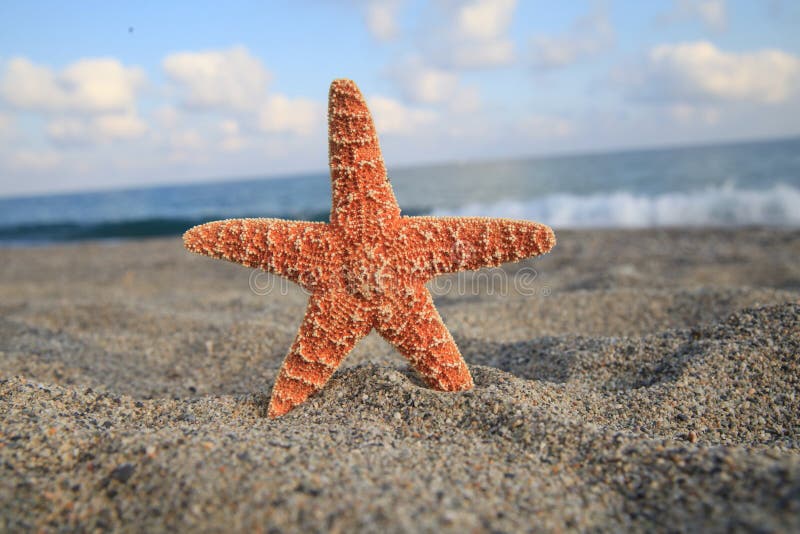 Stelle Marine Sulla Spiaggia Immagine Stock - Immagine di spiaggia ...