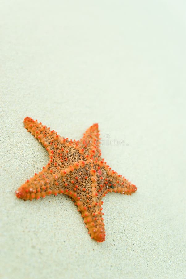 Stelle Marine Sulla Spiaggia. Fotografia Stock - Immagine di nave ...