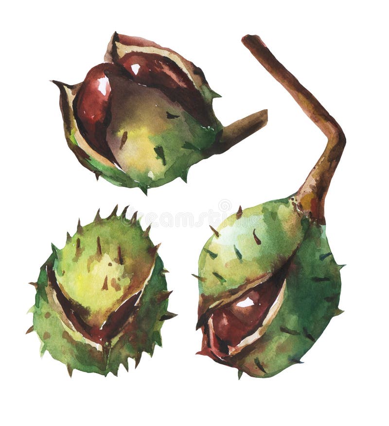 Kastanie Baum Zweig Stock Illustrationen, Vektoren, & Kliparts - 1 ...