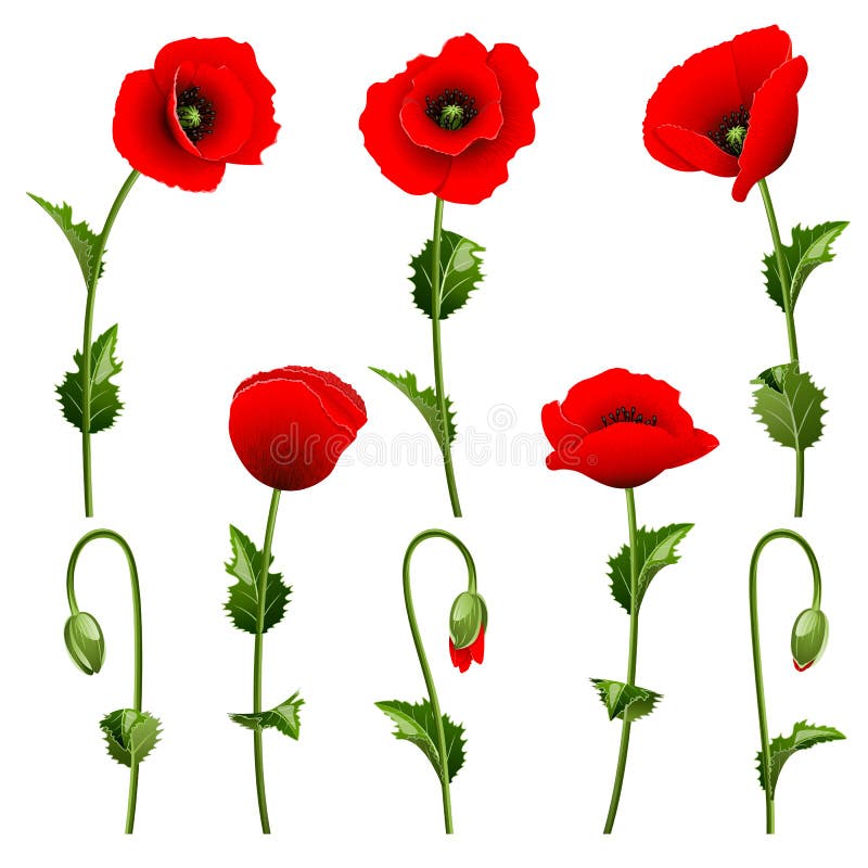 Stellen Sie Von Den Mohnblumen Ein. Vektor Abbildung - Illustration von ...