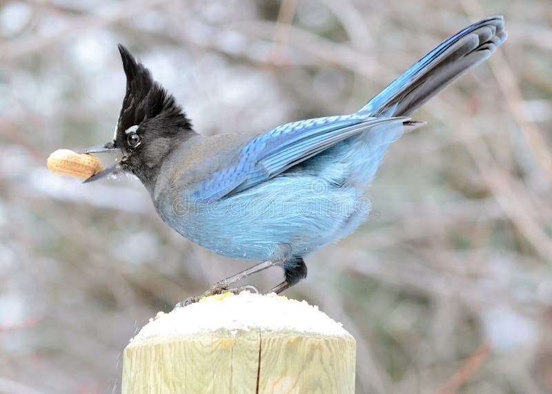 Steller s Jay stock photo. Image of blue, wildlife, steller - 18682820