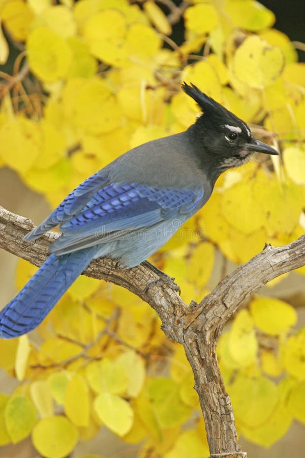 Steller s Jay stock image. Image of stellers, colourful - 28402193