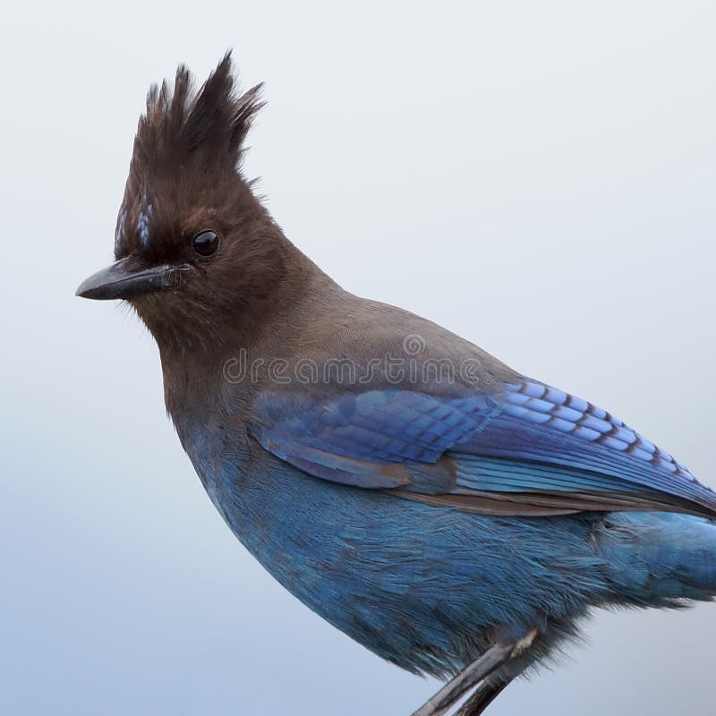 Steller s Jay Blue Bird stock image. Image of profile - 19292557