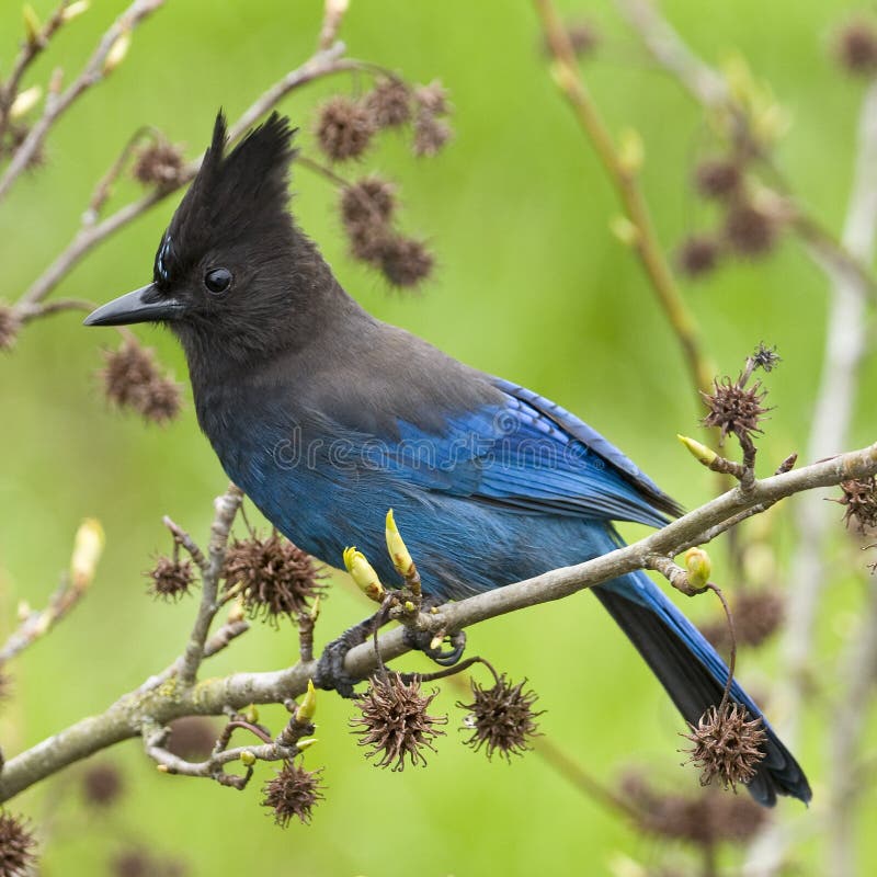 Steller s Jay Blue Bird stock image. Image of profile - 19292557