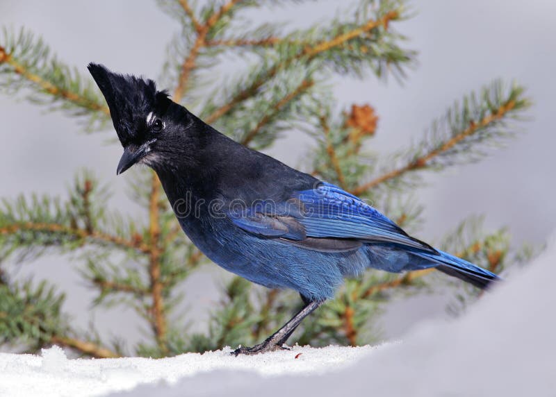 Steller s Jay stock photo. Image of canada, snow, cone - 75112078