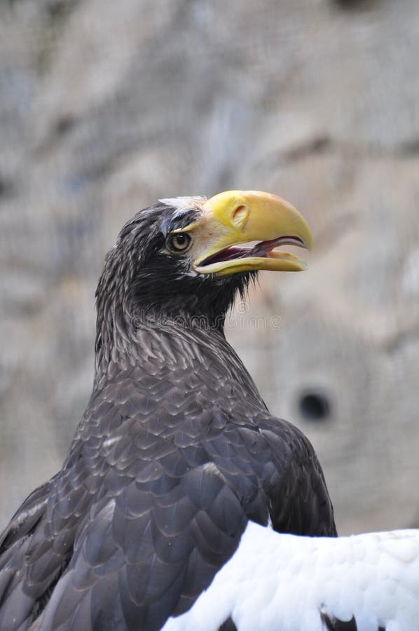 Steller s sea eagle stock photo. Image of aves, pelagicus - 14205904