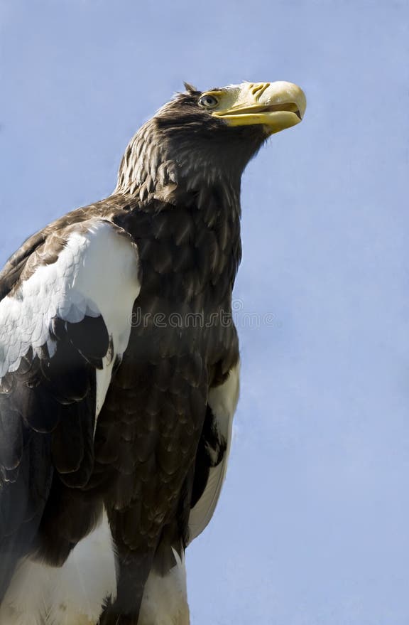 Steller s sea eagle. stock image. Image of wild, haliaeetus - 20545905