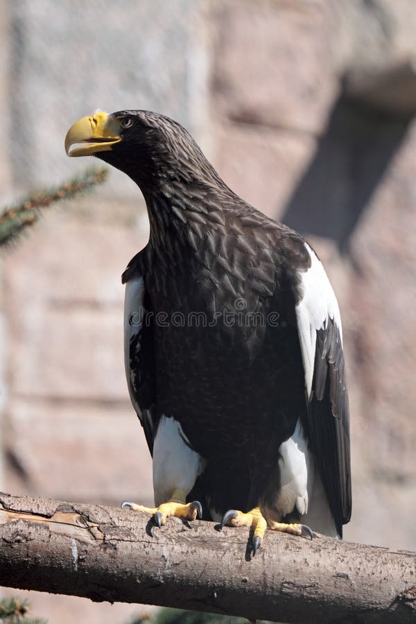 Steller s sea eagle stock image. Image of chordata, animal - 22252521