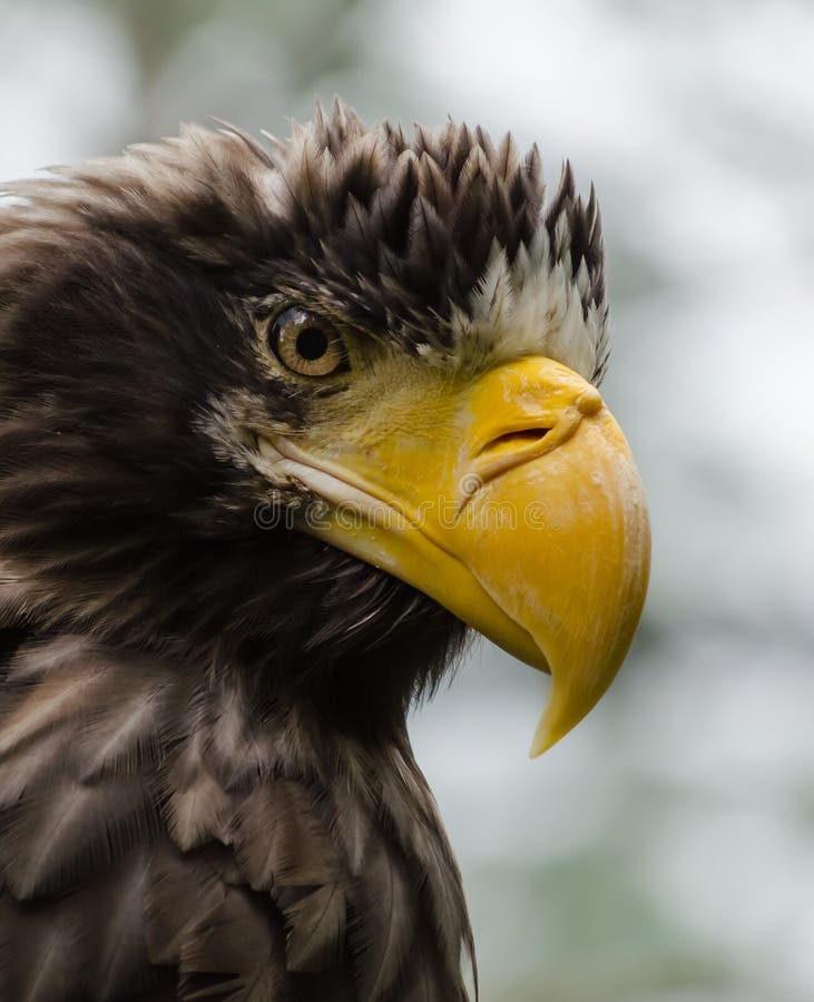 Steller s sea eagle stock photo. Image of haliaeetus - 72100238