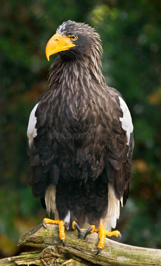 Steller s sea eagle stock photo. Image of rising, haliaeetus - 34985206