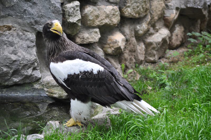 Steller S Sea-Eagle (Haliaeetus Pelagicus) Stock Image - Image of ...