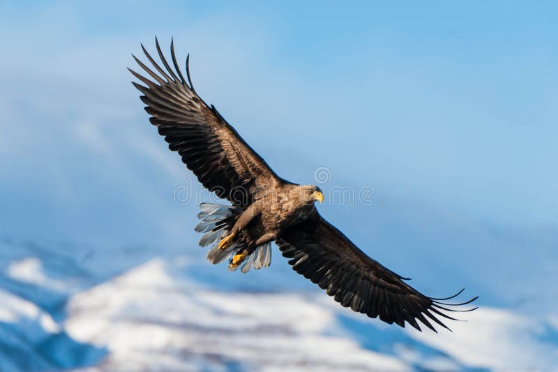 Steller`s Sea Eagle Flying in Winter, Japan Stock Image - Image of ...
