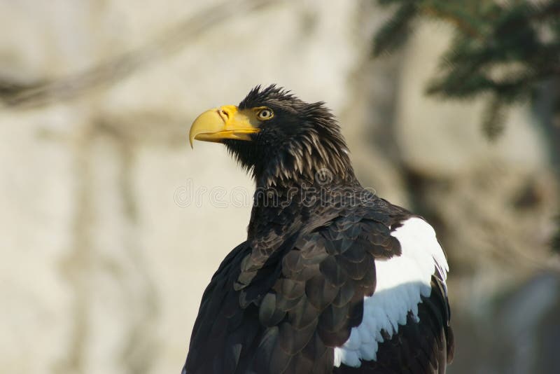 Steller S Sea Eagle Looks Backward. Stock Photo - Image of life ...