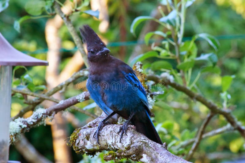 Stellers Blue Jay in Tree 01 Stock Photo - Image of stellers, leaf ...