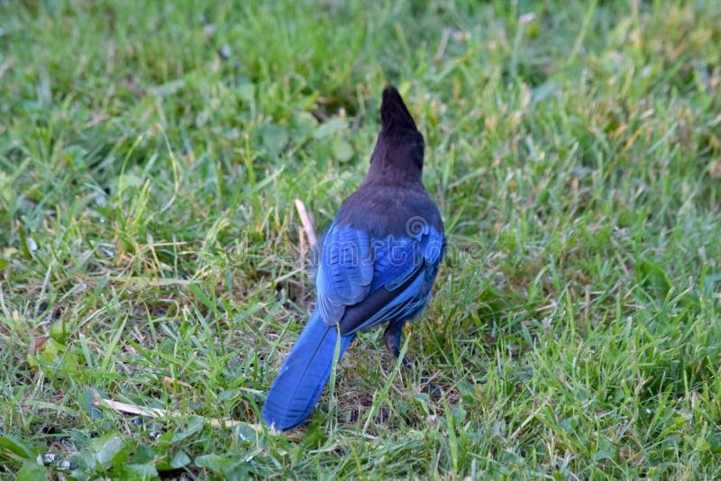 Stellers Blue Jay in Green Grass 04 Stock Photo - Image of green ...