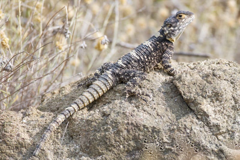 Stellion stock image. Image of pets, reptile, agamas - 15097215