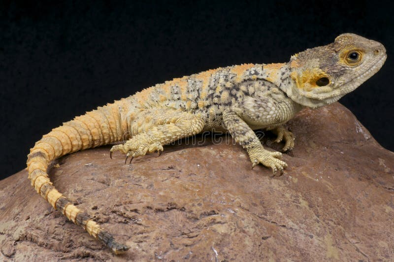 Stellion photo stock. Image du prédateur, lézards, reptile - 25263208