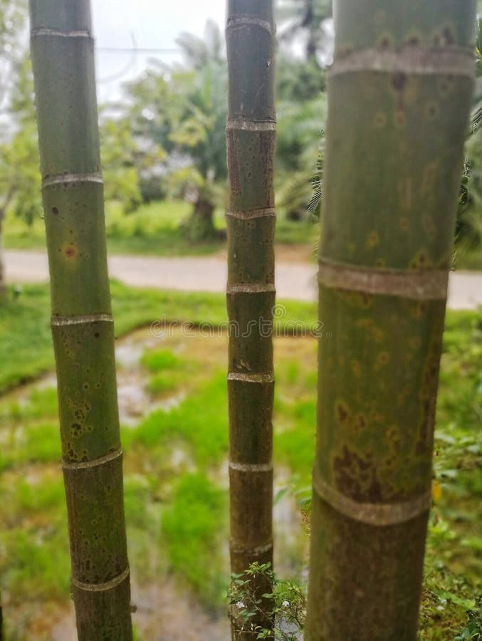 Stem of bamboo stock photo. Image of asia, chinese, stalk - 125100636