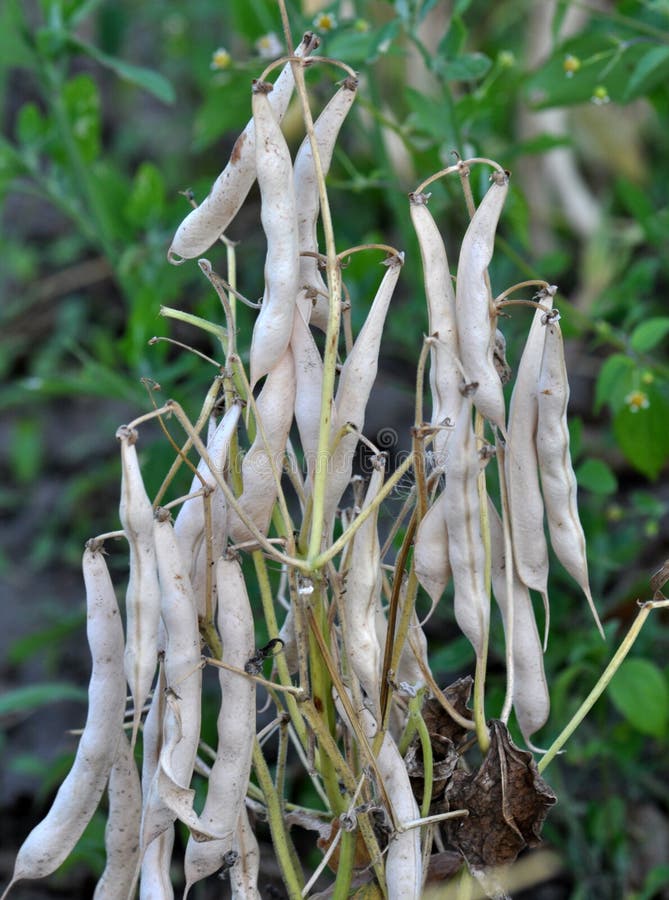 On the Stem of Beans Ripe Pods Stock Image - Image of gardening ...