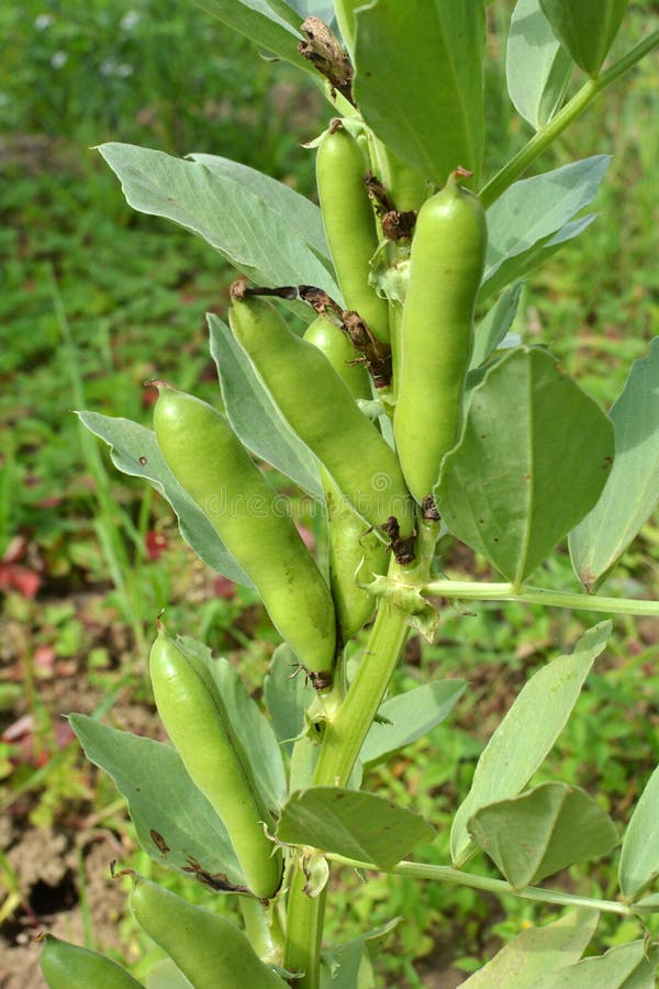 On the Stem of the Bean Vicia Faba Ripen Pods Stock Photo - Image of ...