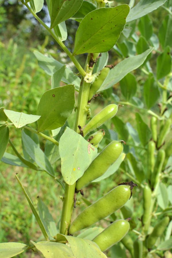 On the Stem of the Bean Vicia Faba Ripen Pods Stock Image - Image of ...