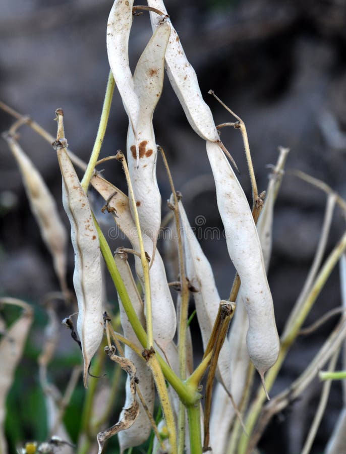 On the Stem of Beans Ripe Pods Stock Image - Image of leaf, gardening ...