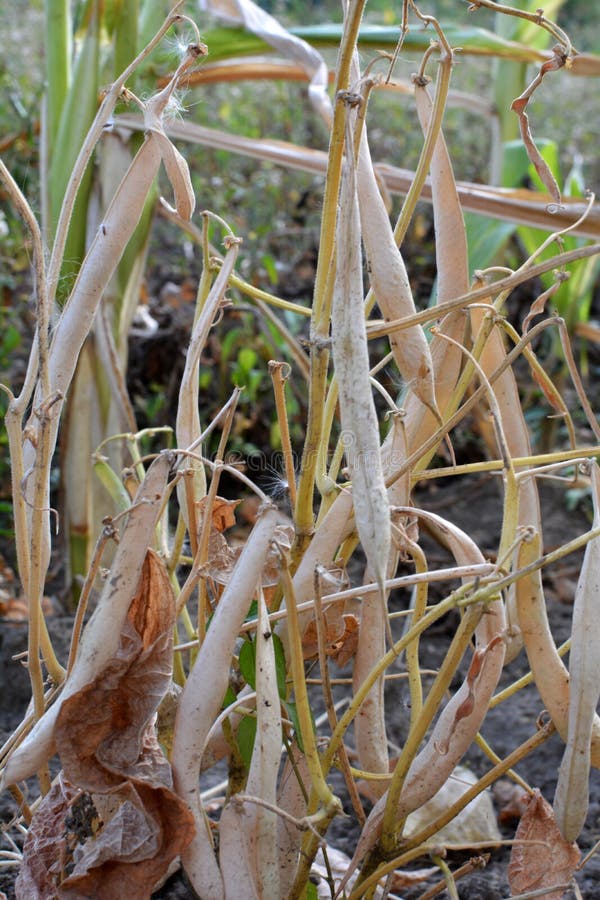 On the Stem of Beans Ripe Pods Stock Image - Image of fresh ...