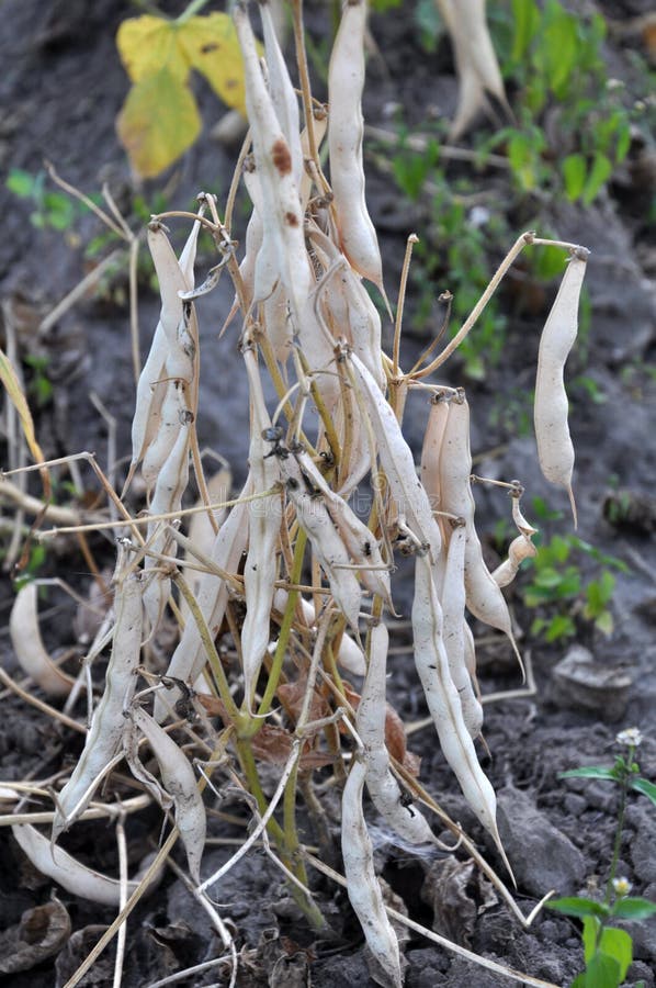 On the Stem of Beans Ripe Pods Stock Image - Image of green, bean ...