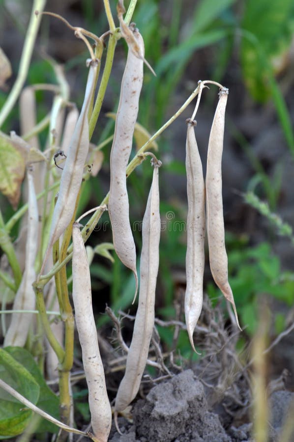 On the Stem of Beans Ripe Pods Stock Image - Image of agriculture, farm ...