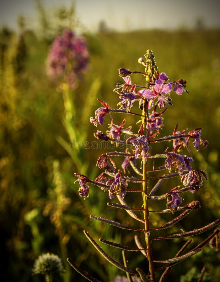 The Stem of a Blooming Fireweed is Covered with Small Drops of Dew ...