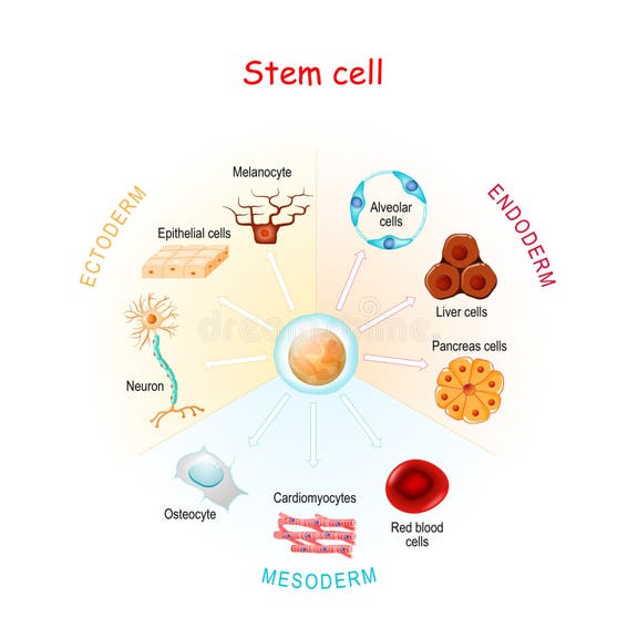 Stem Cell Stock Illustrations – 15,786 Stem Cell Stock Illustrations ...